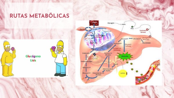 RUTAS METABOLICAS