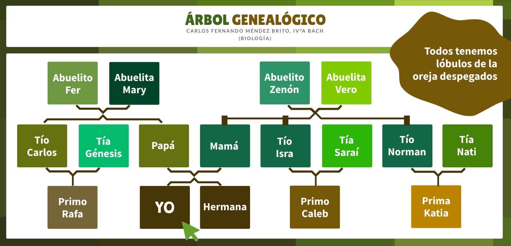 Genograma BIO CARLOS 4A BACH | Genially