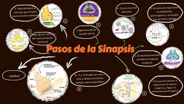 Pasos de sinapsis | Genially
