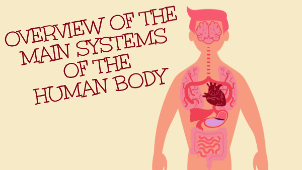 Overview of the Main Systems of the Body