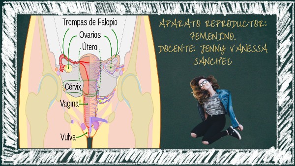 PRESENTACIÓN sistema Reproductor femenino | Genially