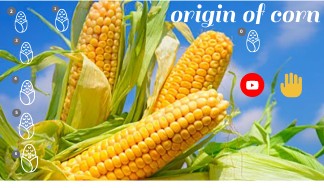 ORIGIN OF CORN | Genially