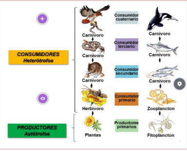 Los productores y los consumidores | Genially