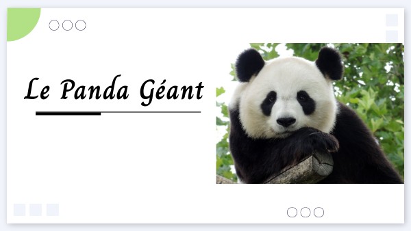 Le panda | Genially