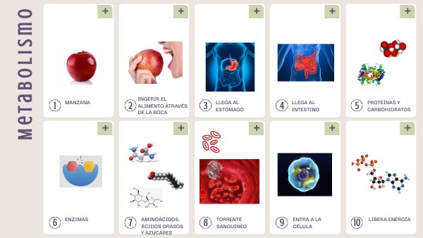 metabolismo | Genially