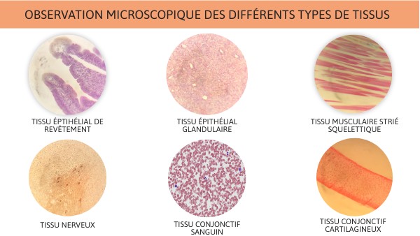 Les différents types de tissus observés au microscope optique | Genially