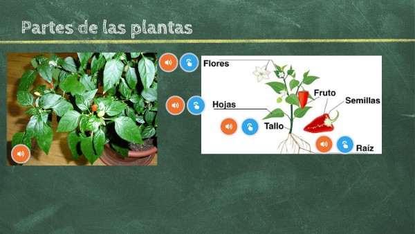 Partes de la planta | Genially