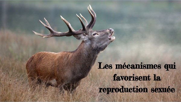 5ème Mécanismes reproduction sexuée | Genially