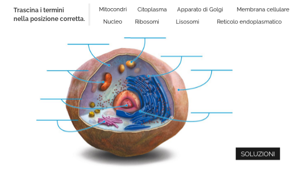 Citoplasma Cellula Animale Cytoplasm: Definition, Structure,