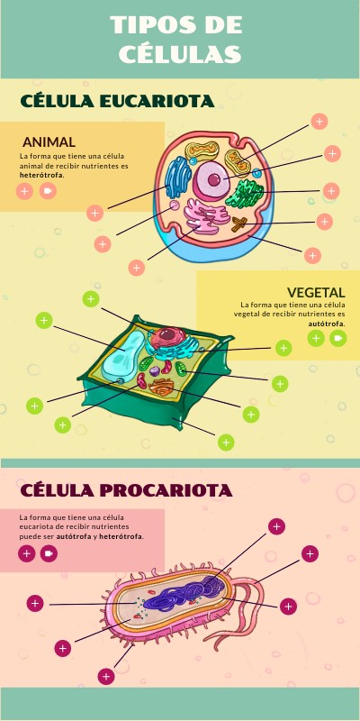 Tipos De Células Infografía