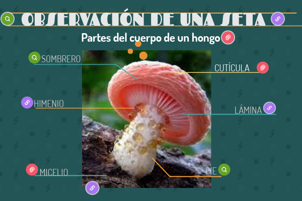 Observación de una seta | Genially