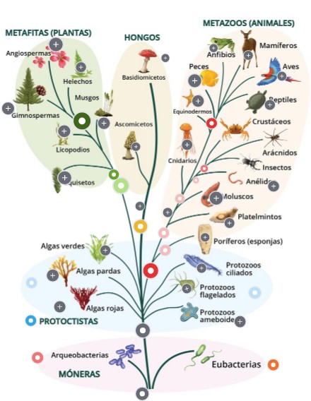 Evolució de la biodiversitat