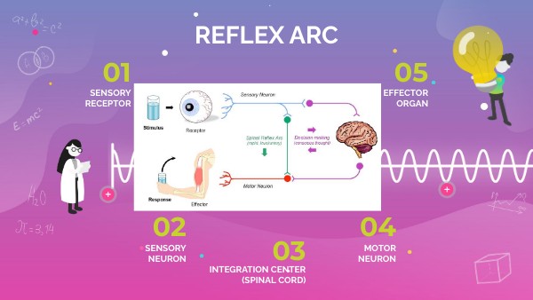 Reflex arc. ITyC. Laura AF.