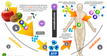 Energía en los alimentos | Genially