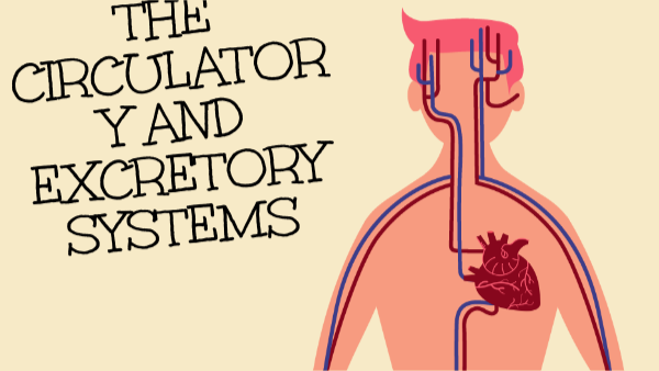 Circulatory and excretory systems | Genially
