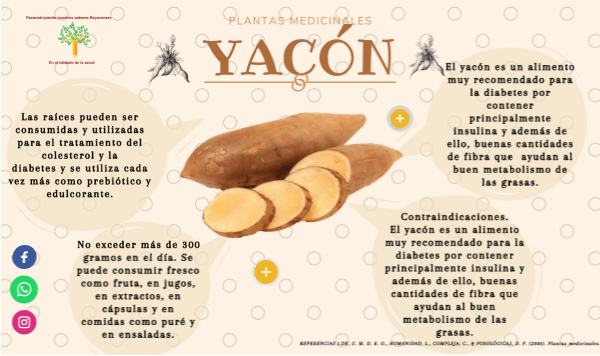 Plantas medicinales: Yacòn