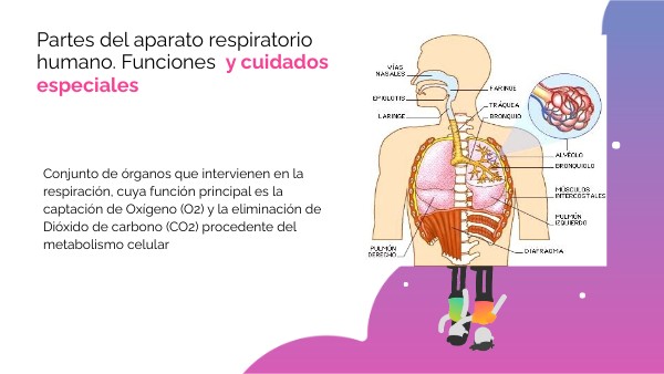 Funciones Del Sistema Respiratorio 79746 Unidad 2. LA FUNCIÓN DE