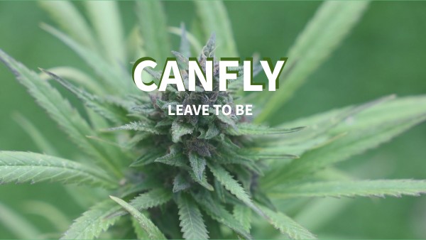 Canfly | Genially