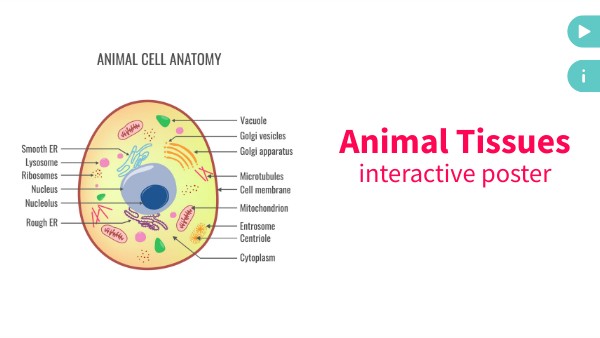 Interactive Animal Tissues | Genially