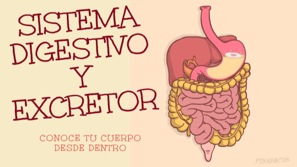 4° S. DIGEST Y EXCRETOR | Genially
