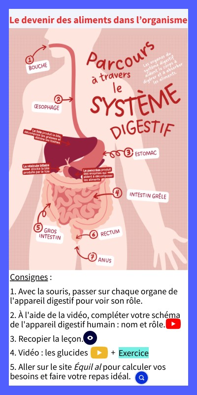 Le système digestif