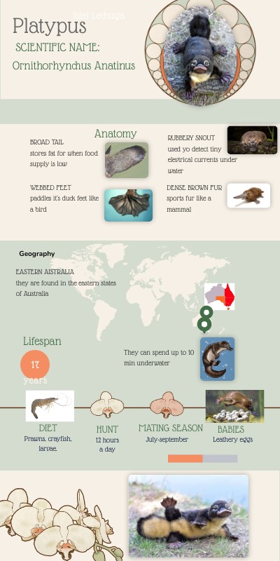 PLATYPUS | Genially