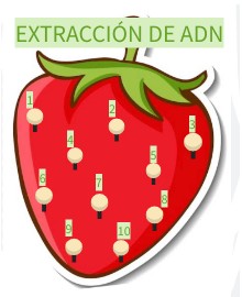 Extracción de ADN | Genially