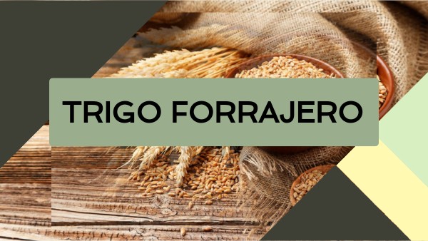 PRESENTACIÓN TRIGO FORRAGERO | Genially