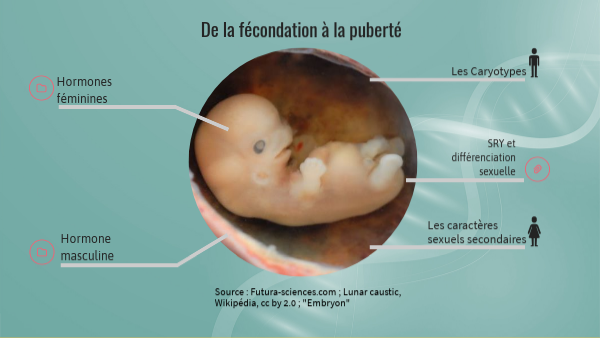 Développement des organes sexuels de la fécondation à la puberté | Genially