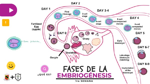FASES DE LA EMBRIOGÉNESIS by Kayris Díaz | Genially