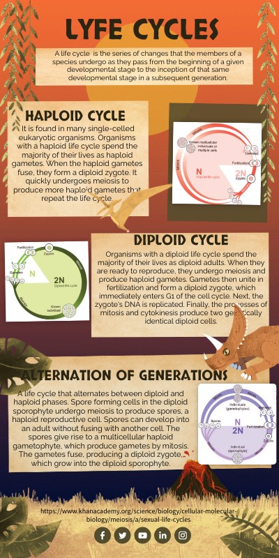 Sexual reproduction cycles