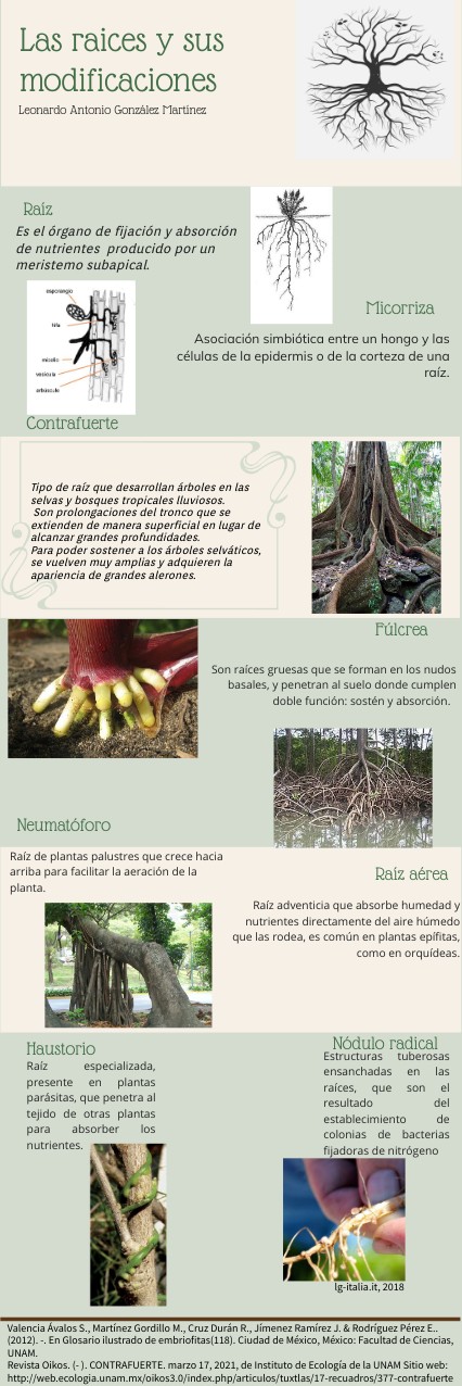 Raices y sus modificaciones | Genially