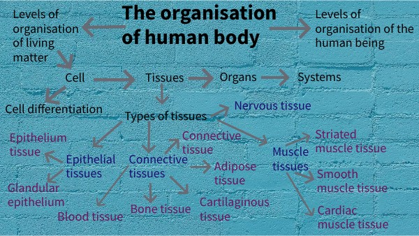 Unit 1: Organisation of human body
