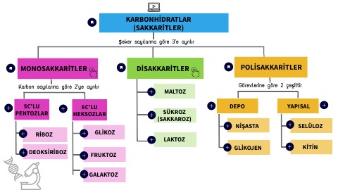 KARBONHİDRAT MİNDMAP | Genially