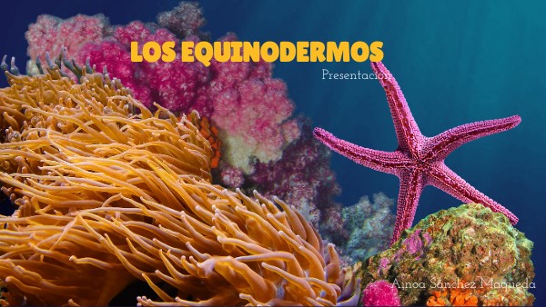 Los Equinodermos.