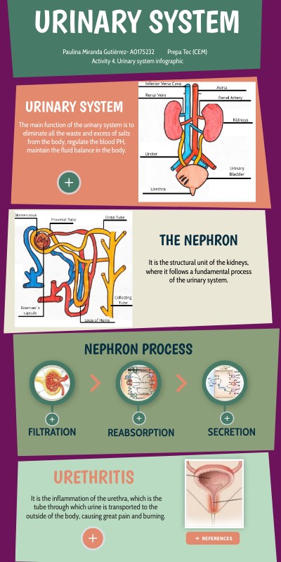 Urinary System | Genially