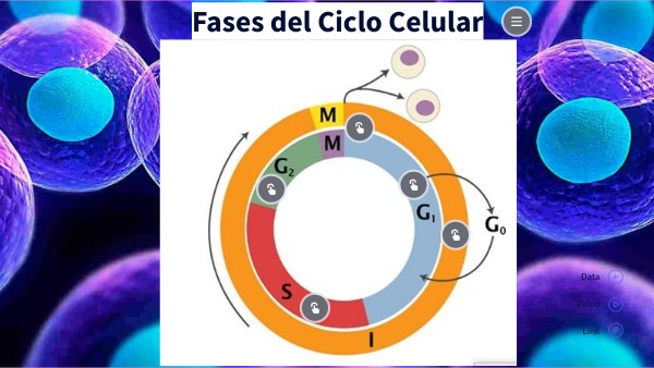 Fases del Ciclo Celular | Genially