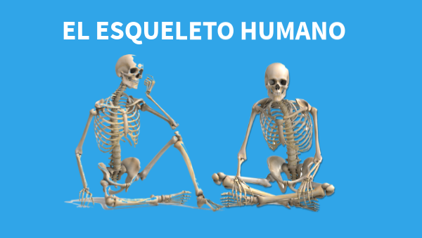 EL ESQUELETO HUMANO | Genially