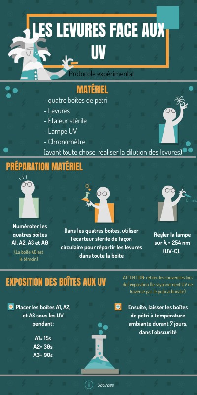 Les levures face aux UV