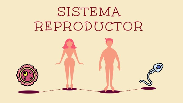 Sistema reproductor | Genially