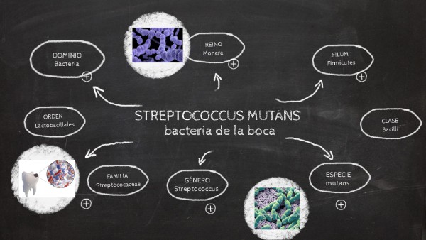 TAXONOMIA | Genially