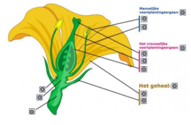 Onderdelen van de bloemplant | Genially