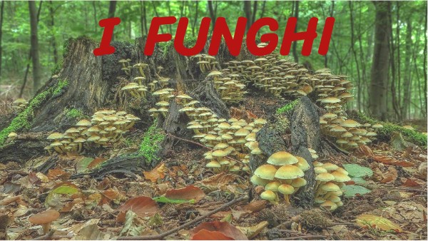 I FUNGHI | Genially