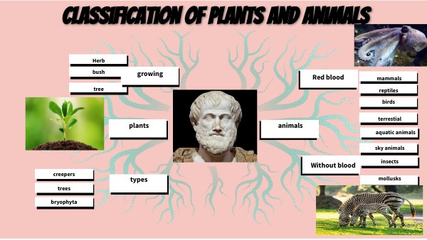 classification of plants and animals