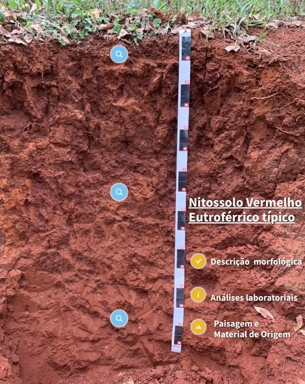 Nitossolo Vermelho Eutroférrico típico | Genially