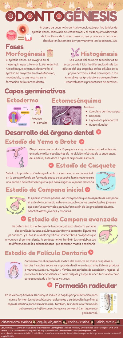 ODONTOGÉNESIS - Abbatemarco. Angulo. Coelho. Galicia - CHD | Genially
