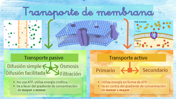 Transporte de membrana: pasivo y activo. | Genially