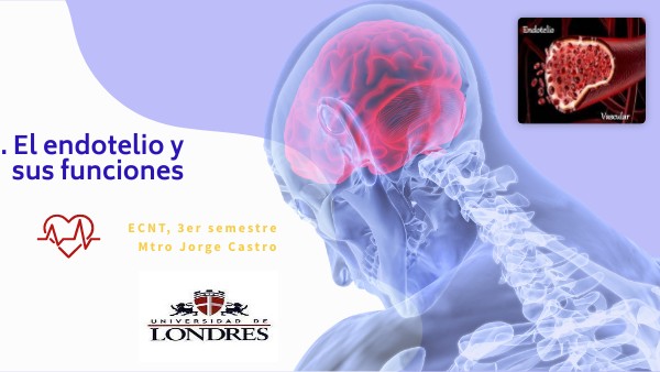 endotelio y funciones | Genially