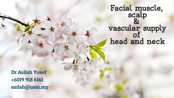Facial muscle, scalp & vascular supply | Genially