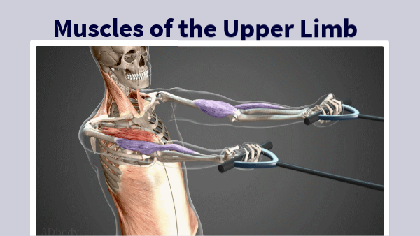muscles of the upper limb L2 | Genially
